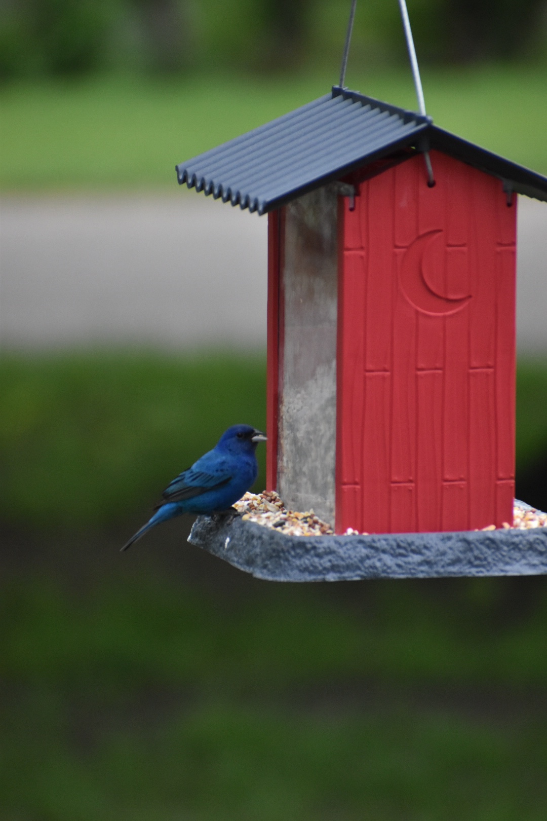 Friday, May 27, 2022 Hunting Indigo Bunting – Lynniebeemuseoday